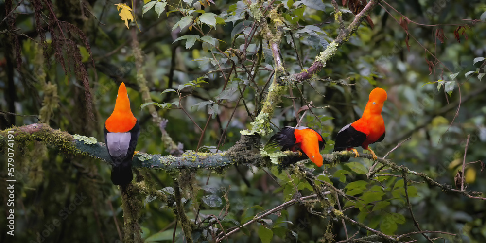 Group of male Andean cock-of-the-rock (Rupicola peruviana) in the Manu ...