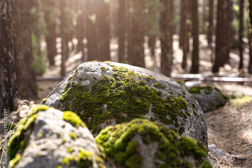 rocas con musgo en bosque tropical, con troncos de pinos de fondo ...