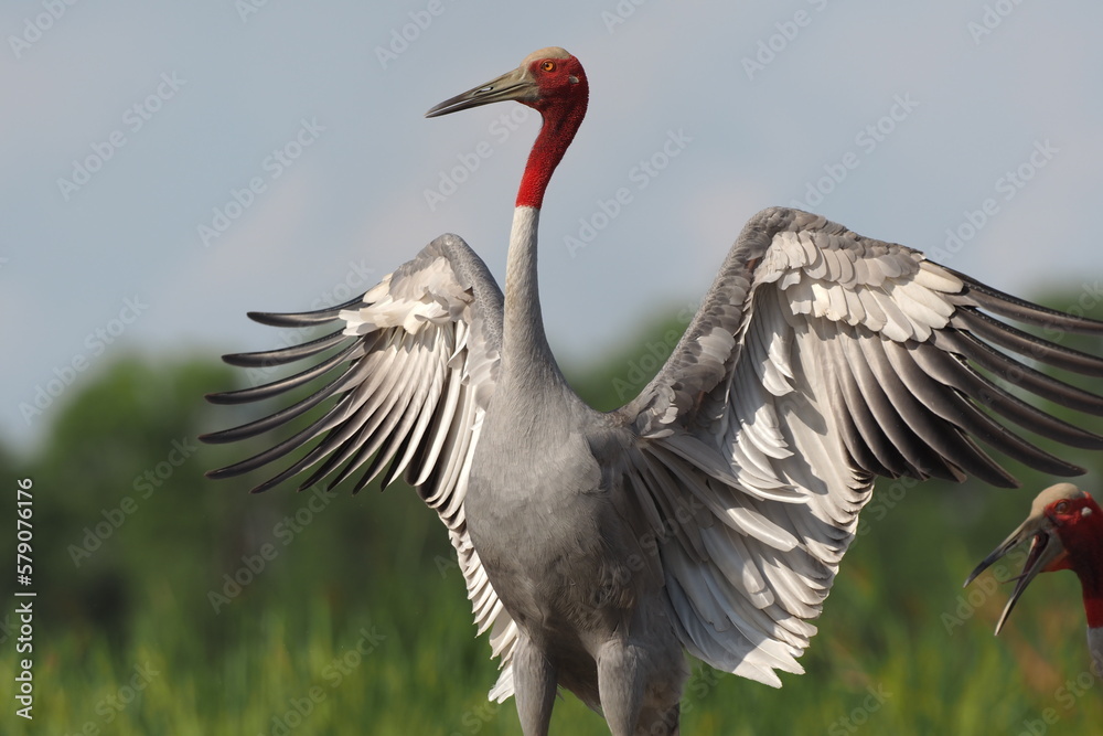 Eastern Sarus Crane (Grus antigone) which extinct in the wild in the ...