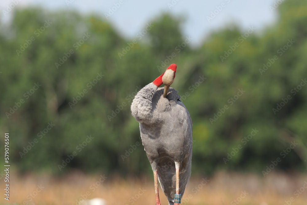 Eastern Sarus Crane (Grus antigone) which extinct in the wild in the ...
