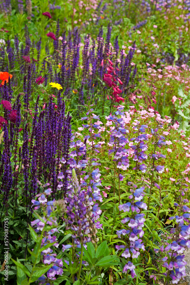 Stunning mix of flowers including blue snapdragons and purple salvia ...