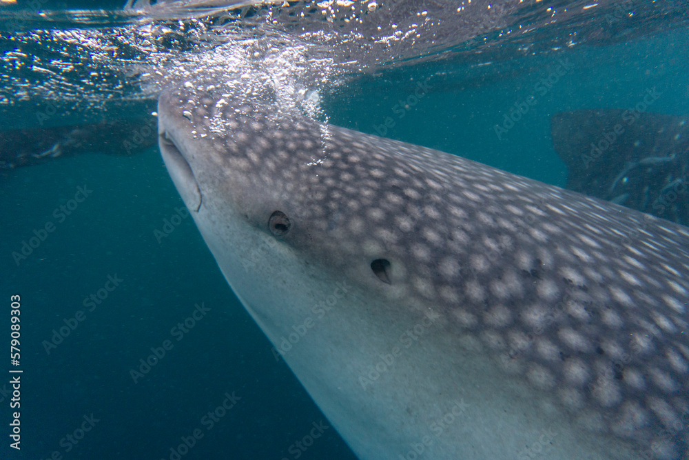 The whale shark (Rhincodon typus) is a slow-moving, filter-feeding ...
