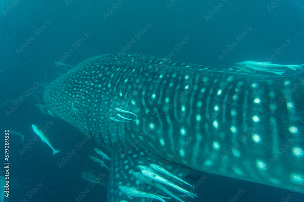 The whale shark (Rhincodon typus) is a slow-moving, filter-feeding ...