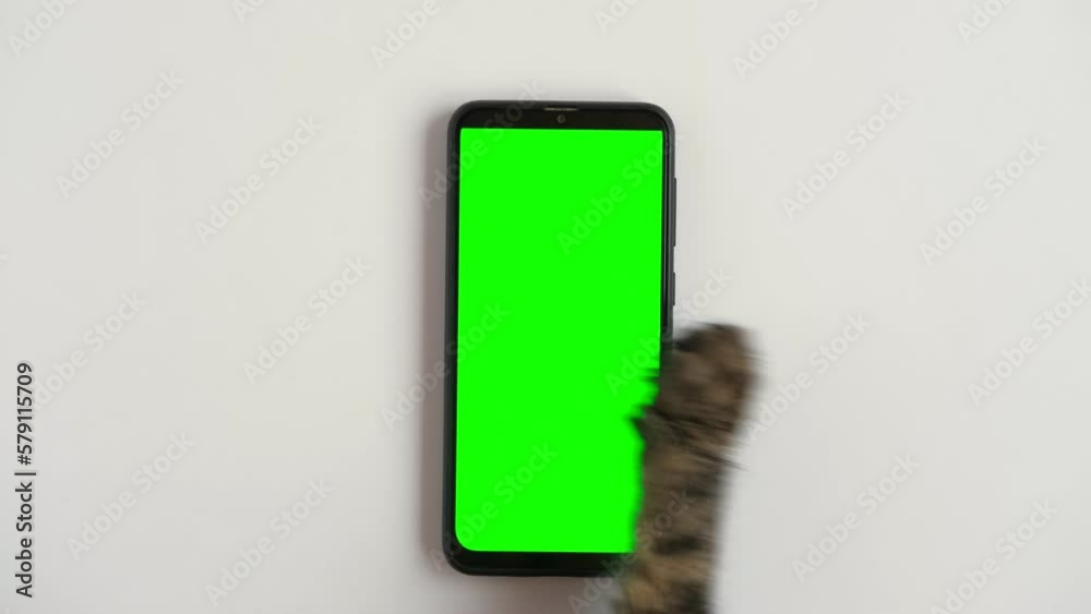 Cat paw touching, clicking, tapping and swiping phone with chromakey ...