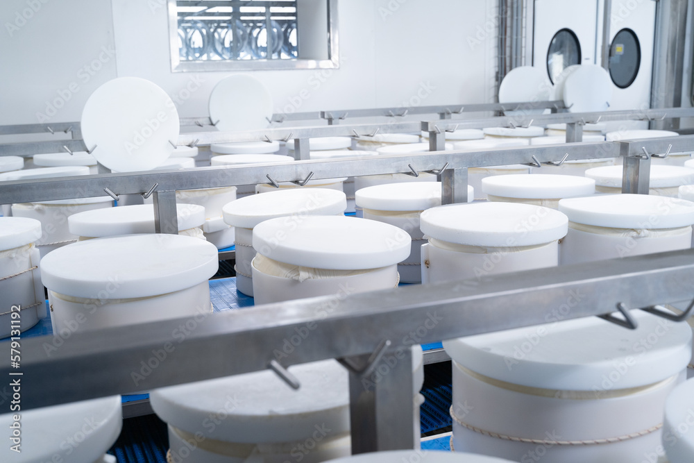 Foto de Processing of cheese in the factory. Processing phases of the ...