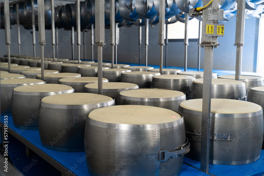 Processing of cheese in the factory. Processing phases of the cheese ...
