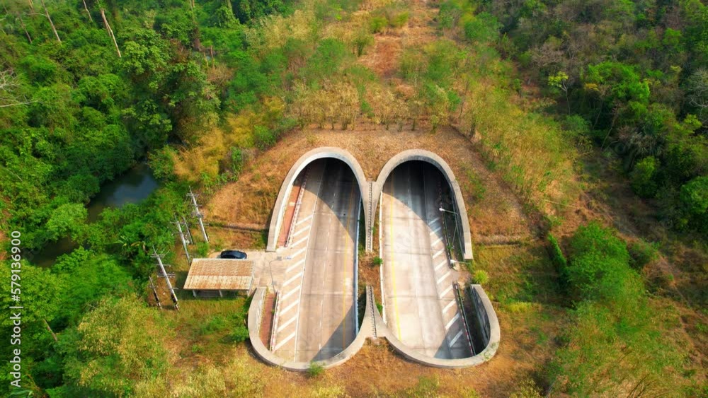 Mesmerizing footage of wildlife corridor bridges, which allow animals ...