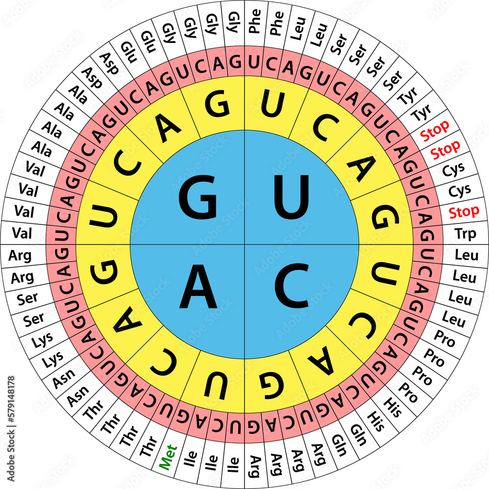 Poster The Genetic code chart. – Wall Art | UkPosters