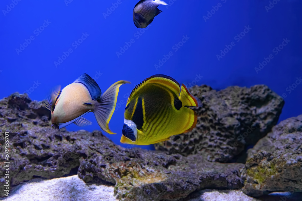 Bright yellow Foxface rabbitfish Siganus vulpinus swimming in sea water ...