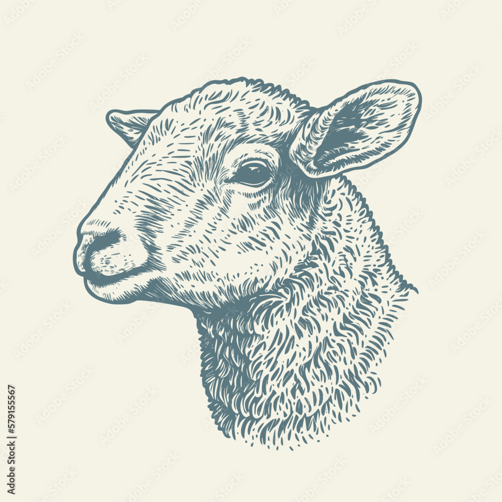 Hand drawn sheep illustration. Vintage woodcut engraving style vector ...