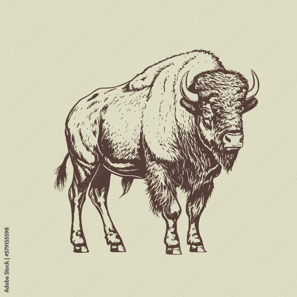 Hand drawn Buffalo illustration. Vintage woodcut engraving style vector ...