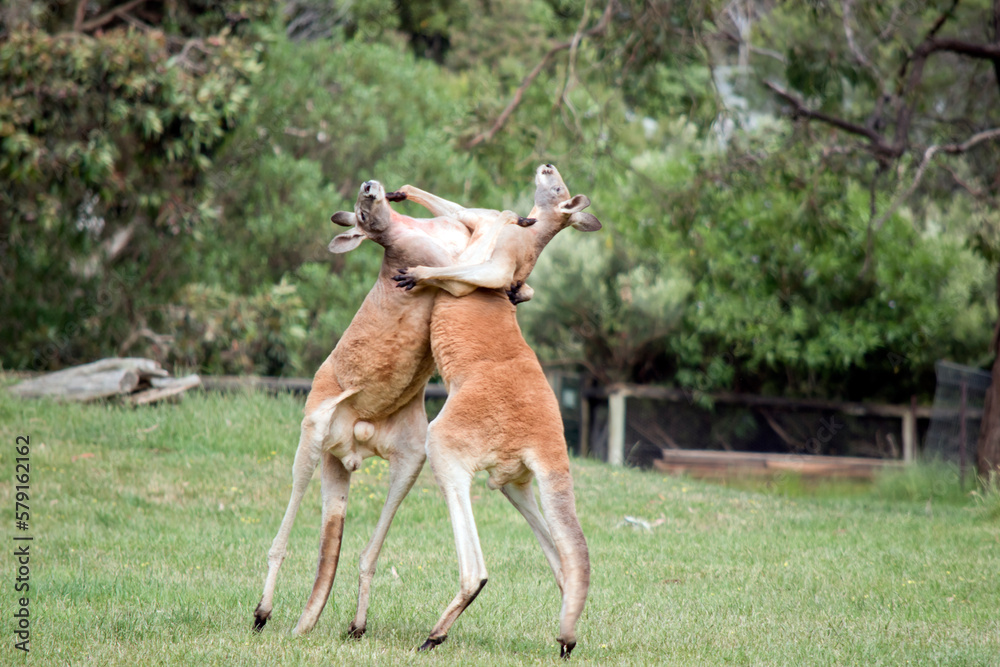 the male red kangaroos body is a shade of red fur his head is grey with ...