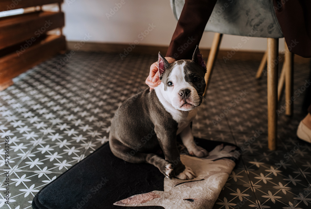 The owner caresses, strokes a lonely, sad puppy, a dog of the English ...