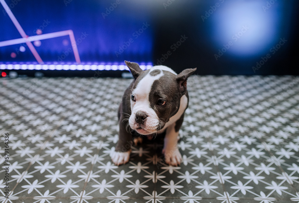 Lonely, sad puppy, Staffordshire Terrier breed dog sits indoors. Photo ...