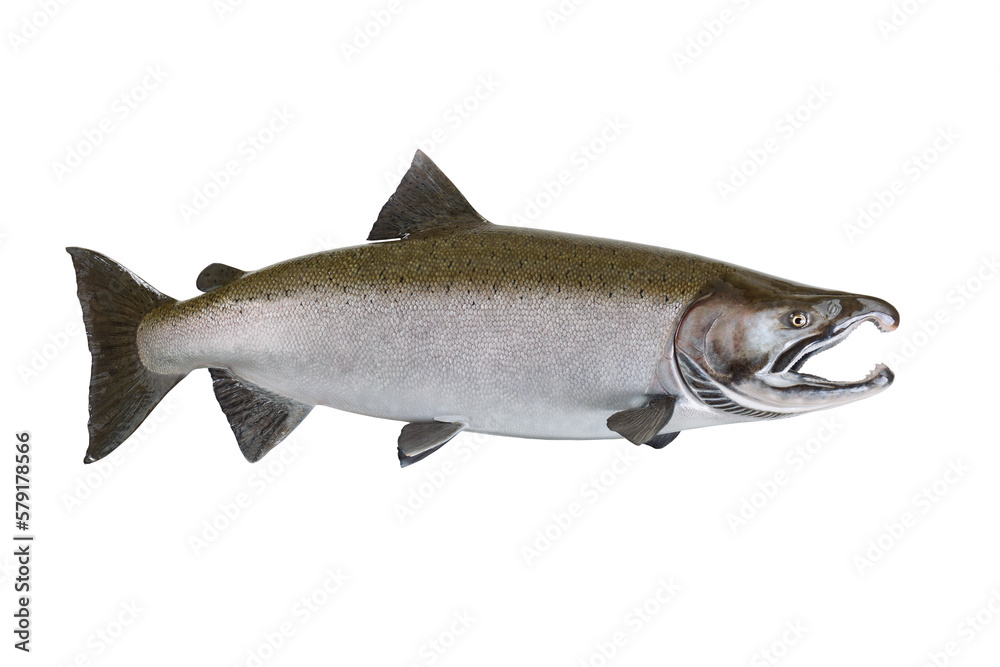 One whole salmon fish isolated on transparent background Stock Photo ...