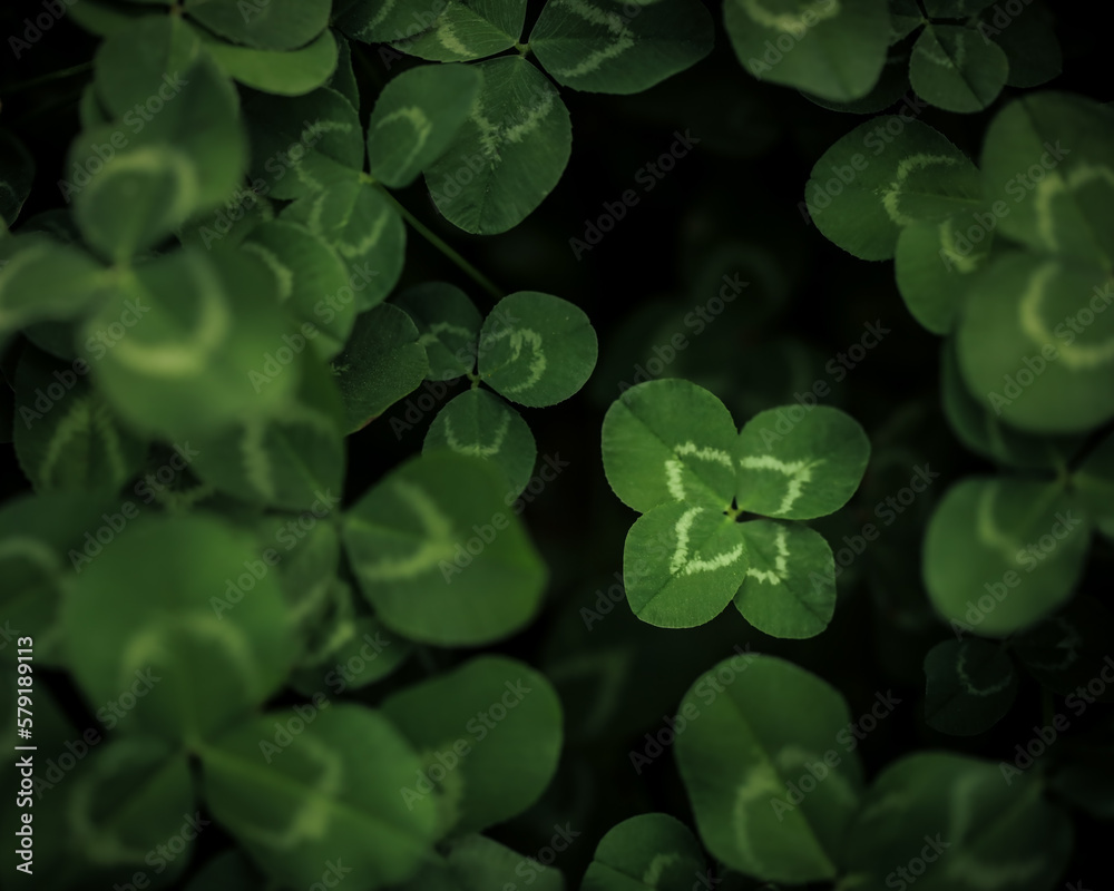 Foto de Unique find of a rare lucky four leaf clover in a field of ...