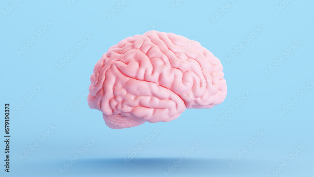 Pink Brain Anatomy Mind Intelligence Medical Organ Science Blue ...