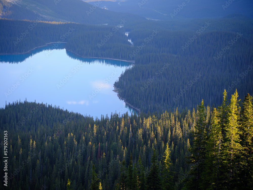 Early morning sunlight lights up the tallest pine trees surrounding the ...