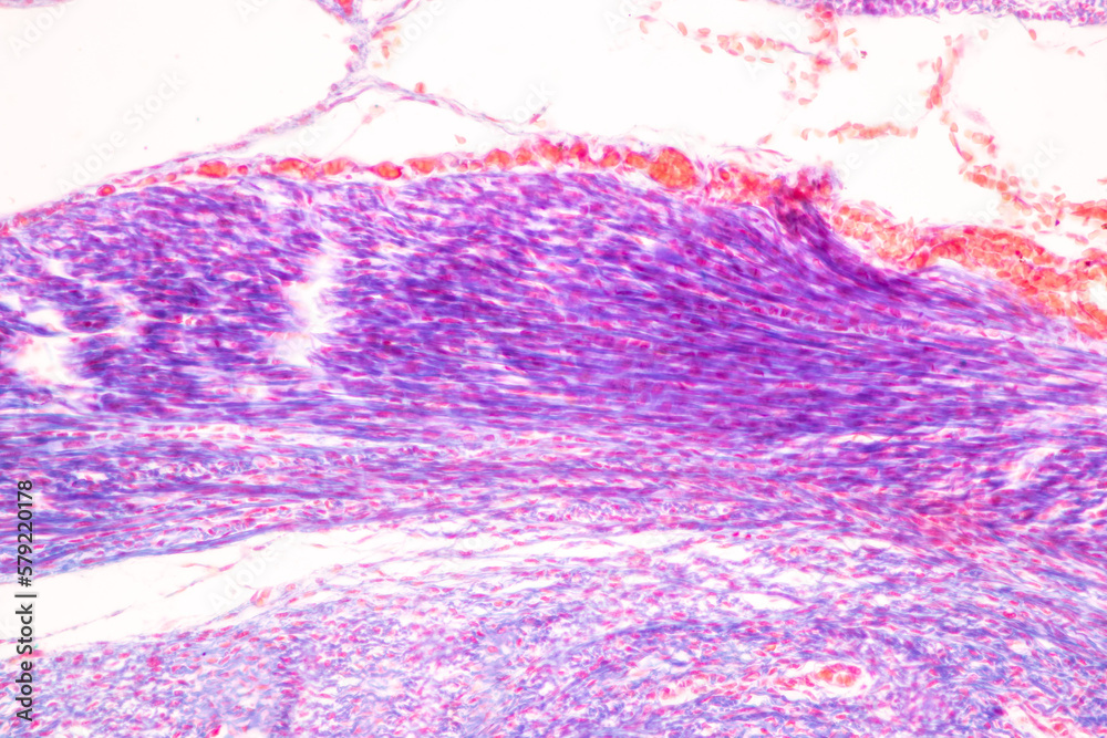 Characteristics Tissue of Skin from finger Human and Nail development ...