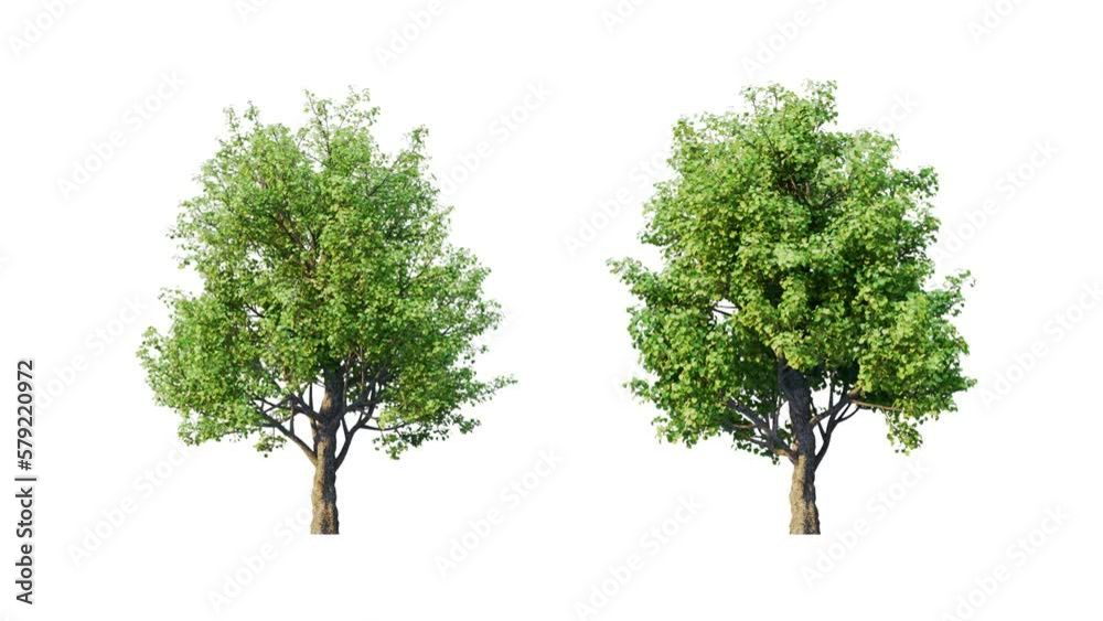 Growing trees isolated with alpha.3D animation growth grow from small ...