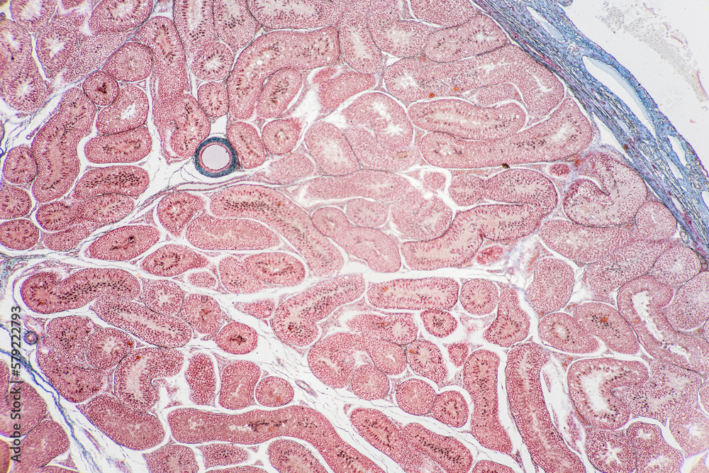 Anatomy and Histological Uterine tube, Uterus, Vagina, Ovary and Testis ...