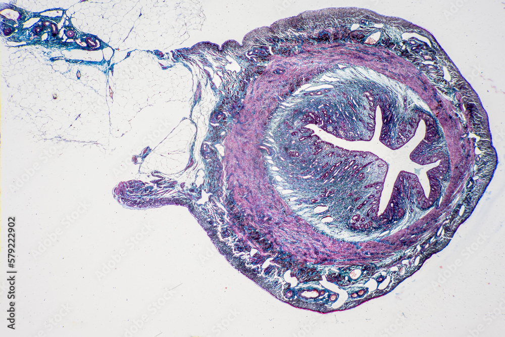 Anatomy and Histological Uterine tube, Uterus, Vagina, Ovary and Testis ...