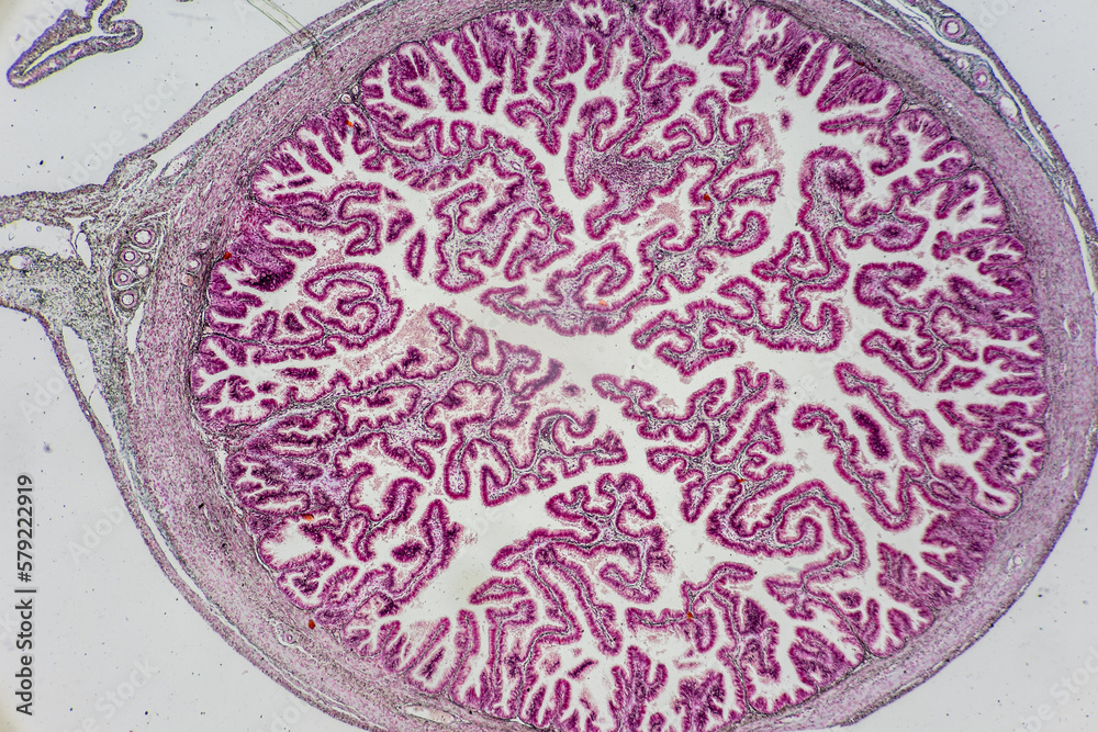 Anatomy and Histological Uterine tube, Uterus, Vagina, Ovary and Testis ...