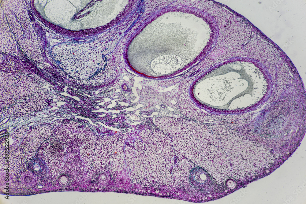Anatomy and Histological Uterine tube, Uterus, Vagina, Ovary and Testis ...