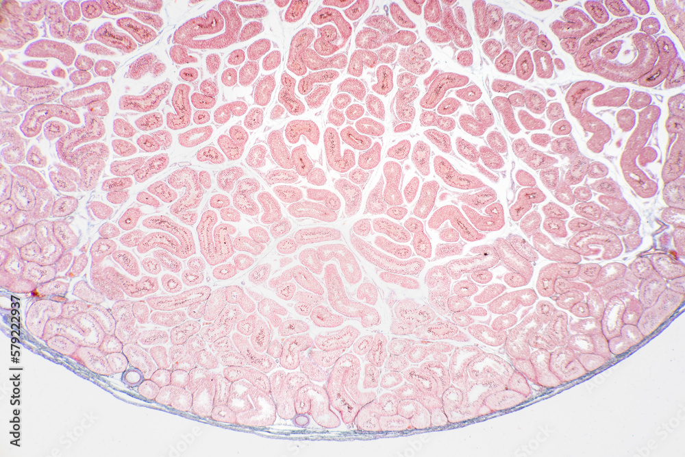 Anatomy and Histological Uterine tube, Uterus, Vagina, Ovary and Testis ...