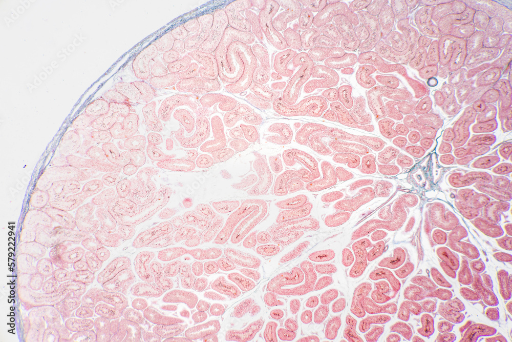 Anatomy and Histological Uterine tube, Uterus, Vagina, Ovary and Testis ...