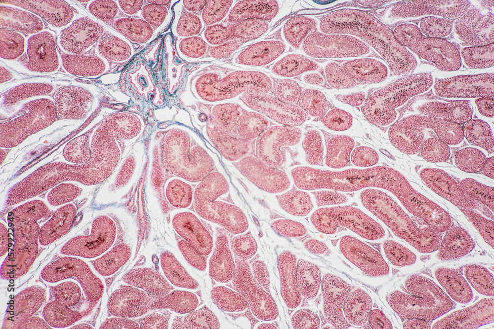 Anatomy and Histological Uterine tube, Uterus, Vagina, Ovary and Testis ...