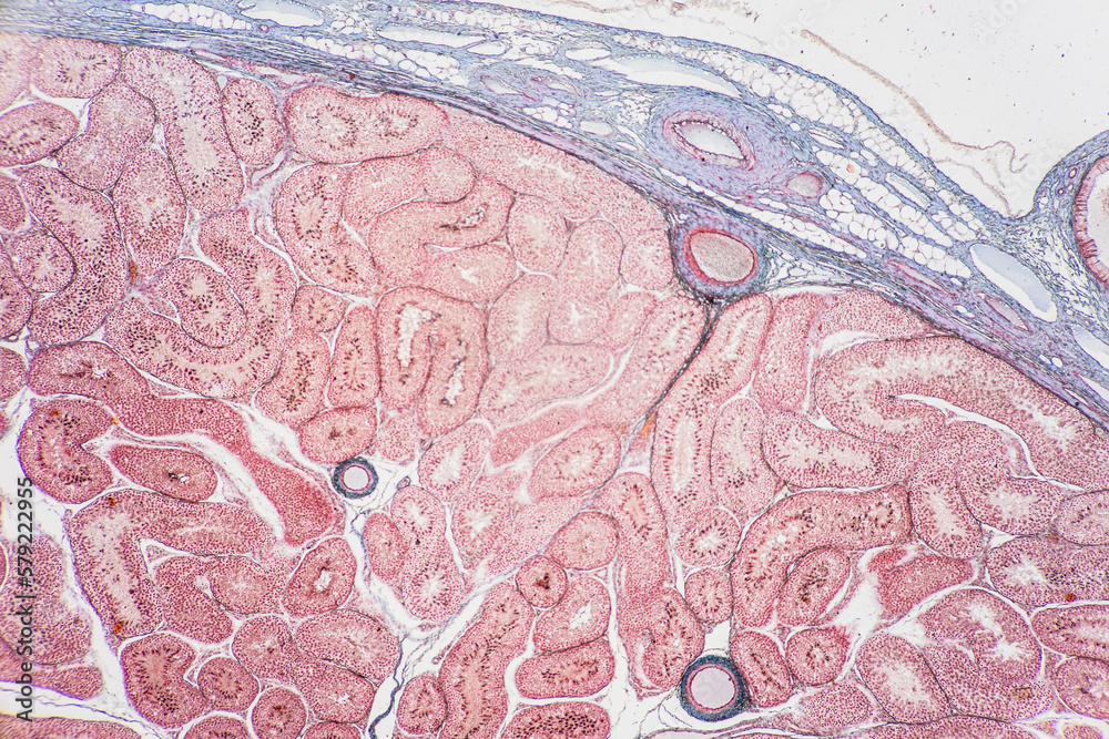 Anatomy and Histological Uterine tube, Uterus, Vagina, Ovary and Testis ...