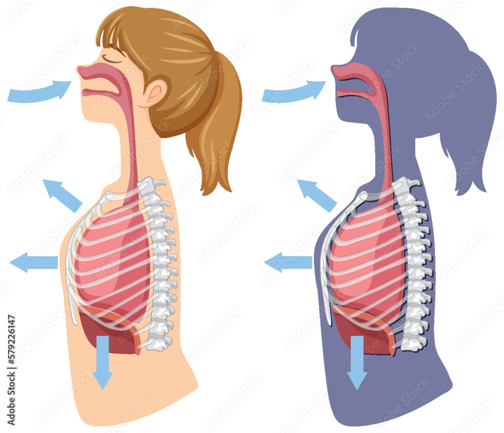 Mechanism of breathing inhale and exhale Stock Vector | Adobe Stock