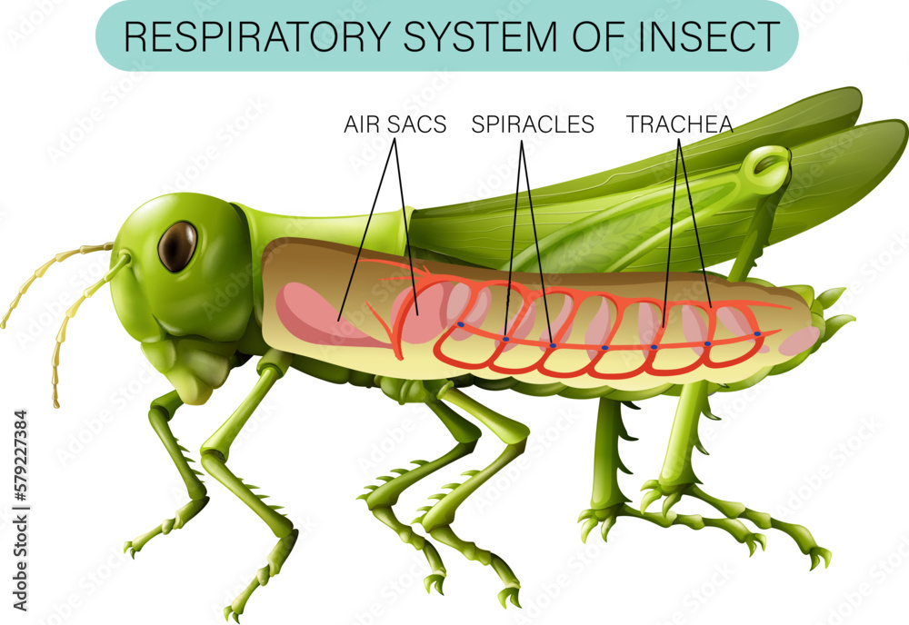 Respiratory System of Insect Diagram Stock Vector | Adobe Stock