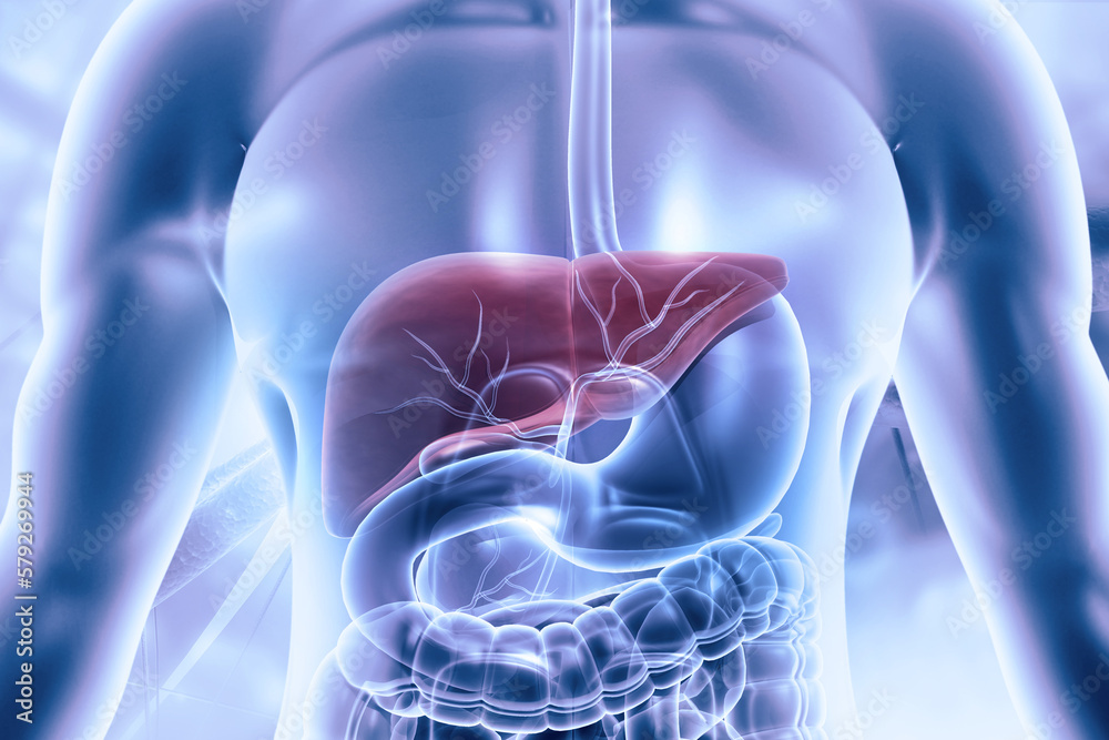 Human digestive system anatomy on medical background. 3d illustration ...