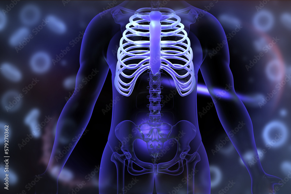 Human ribs anatomy. Medical concept. 3d illustration. Stock ...