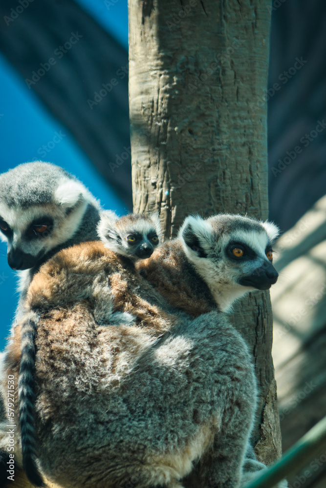 Family of lemurs with baby lemur on the back of its mother, in the zoo ...