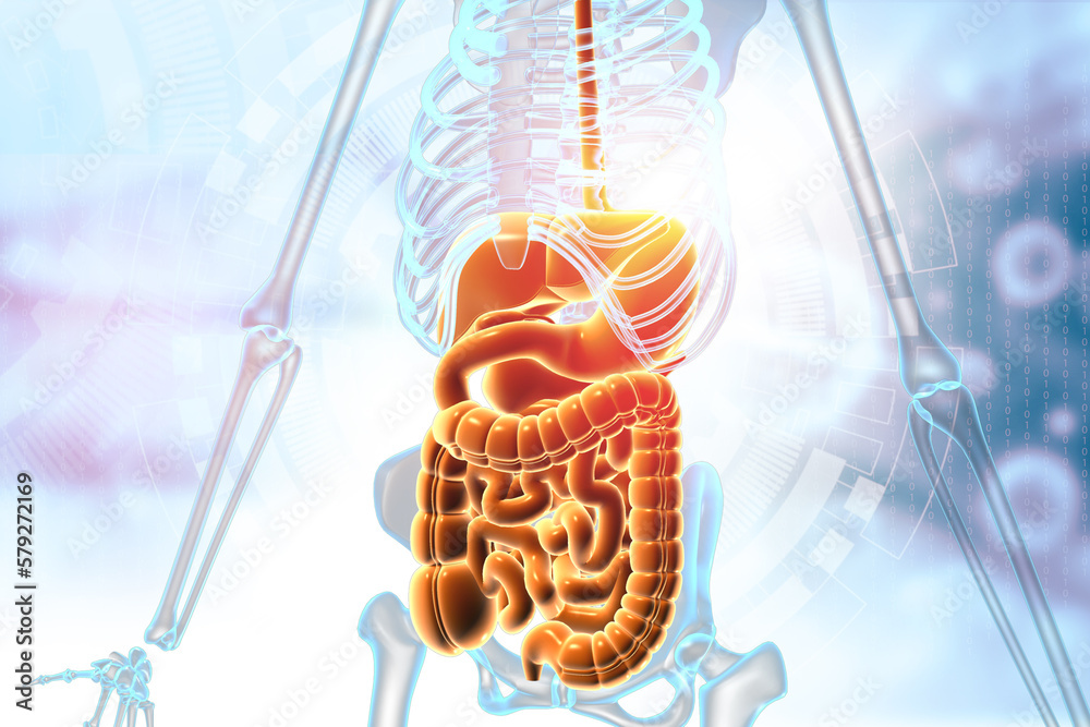 Human digestive system anatomy on scientific background. 3d ...
