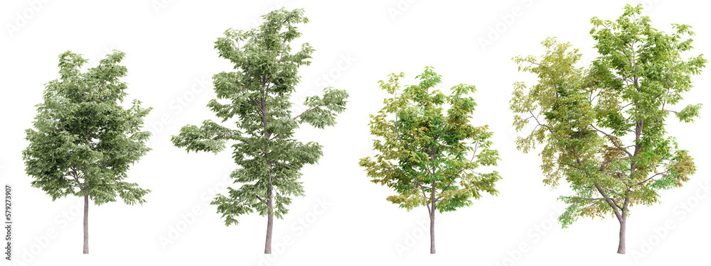 Tree robinia pseudoacacia on transparent background.3d rendering PNG Set Stock Illustration ...