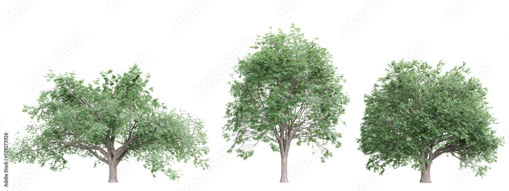 Tree quercus cerris on transparent background.3d rendering PNG Set ...