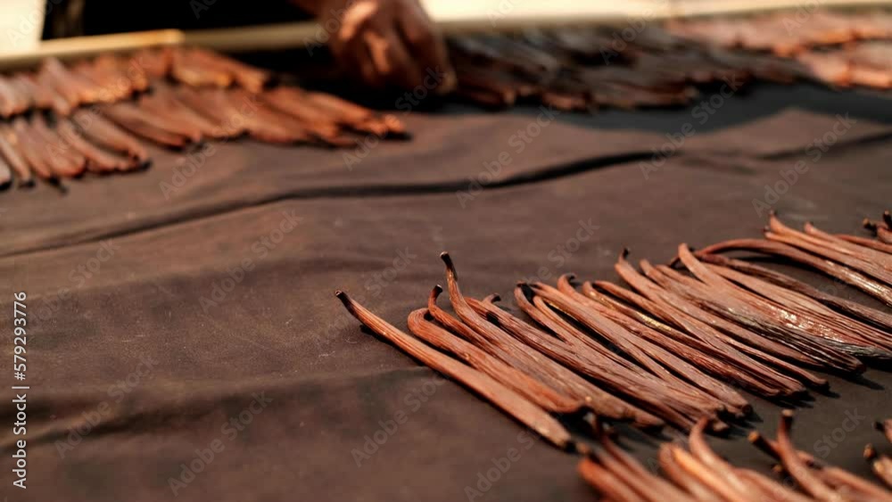 Vanilla Planifolia pods ,Bourbon Vanilla Dark brown black ,(vanilla ...