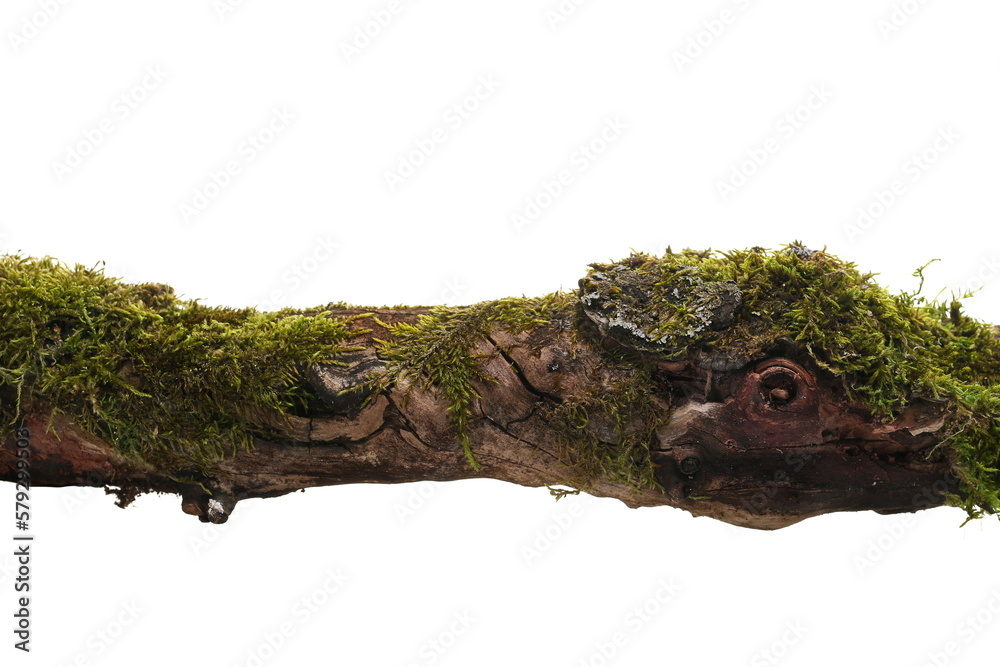 Fresh green moss on rotten branch isolated on white, side view ...