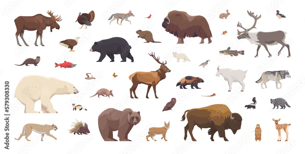 Flat set of north american animals. Isolated animals on white ...