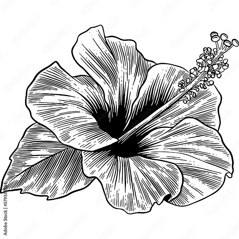 Hand drawn Hibiscus Flower Sketch illustration Stock Vector | Adobe Stock