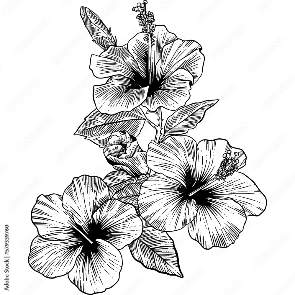 Hand drawn Hibiscus Flowers Sketch illustration Stock Vector | Adobe Stock