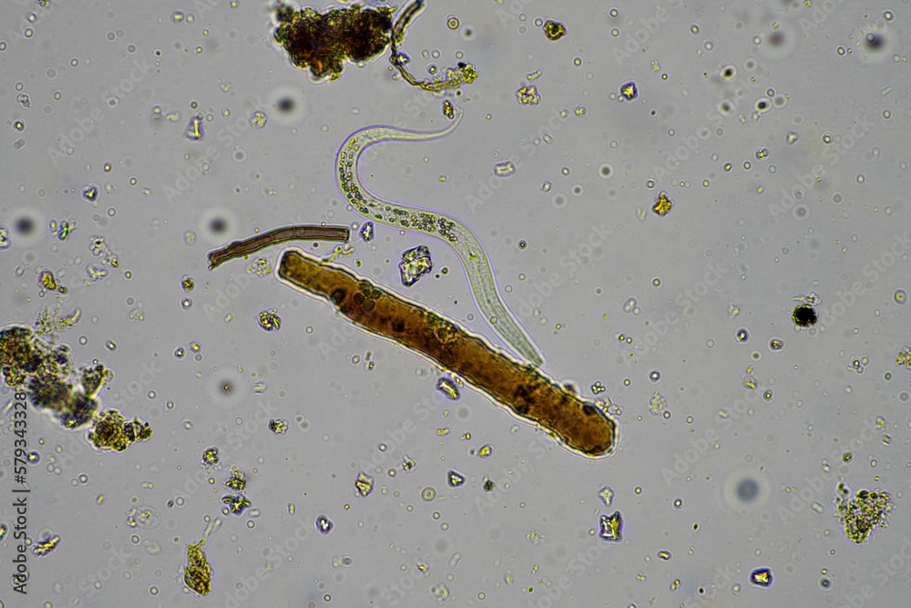 soil microorganisms including nematode, microarthropods, micro ...