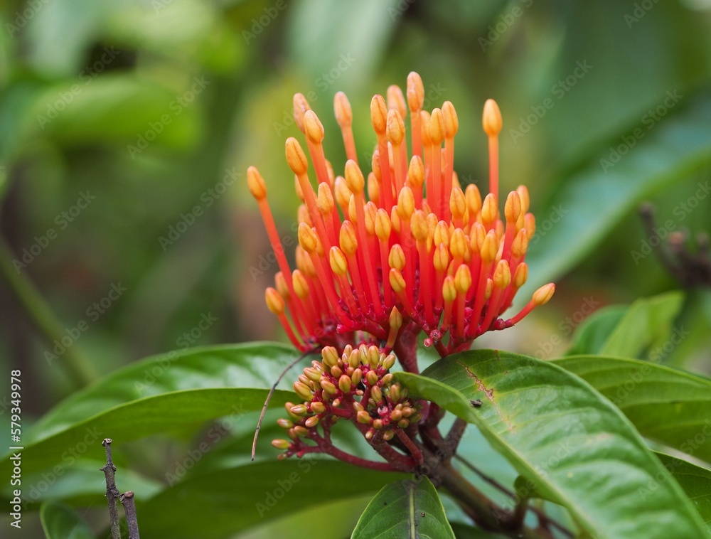 Fotografia do Stock: Ixora congesta Roxb at Singapore Botanic Gardens ...