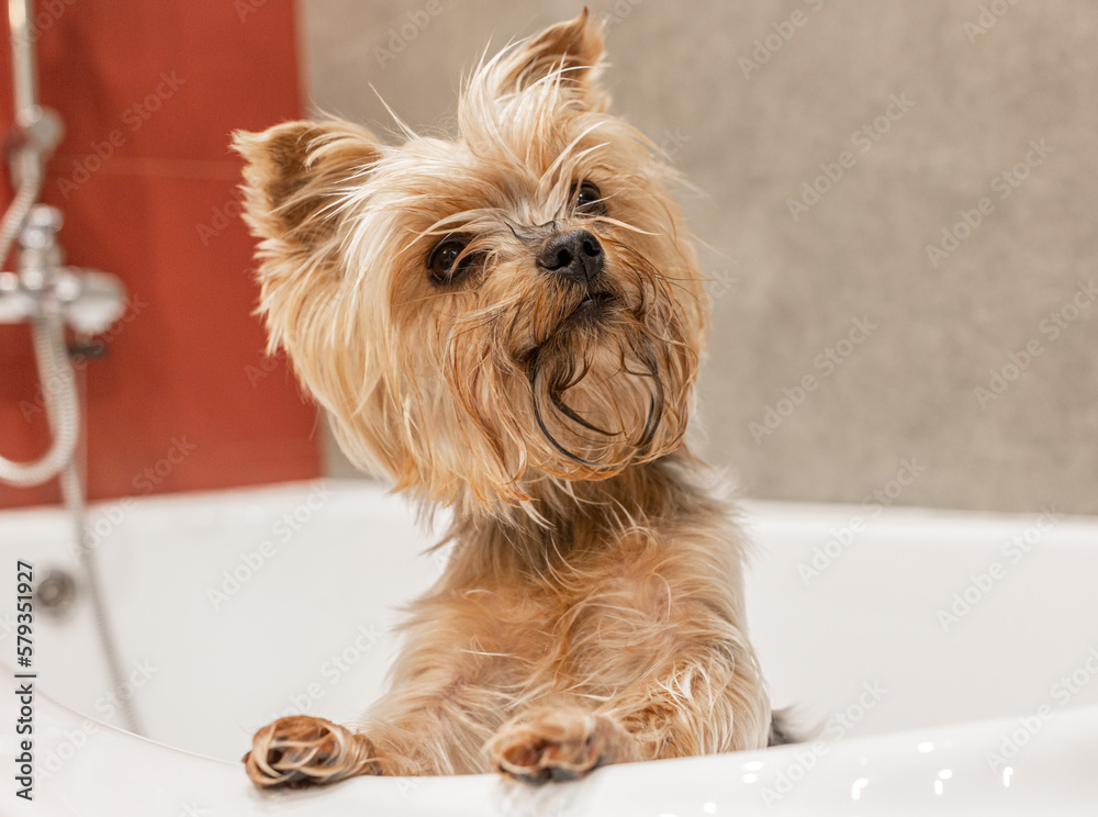 The Yorkshire Terrier washes in the bathroom after a walk, takes care ...