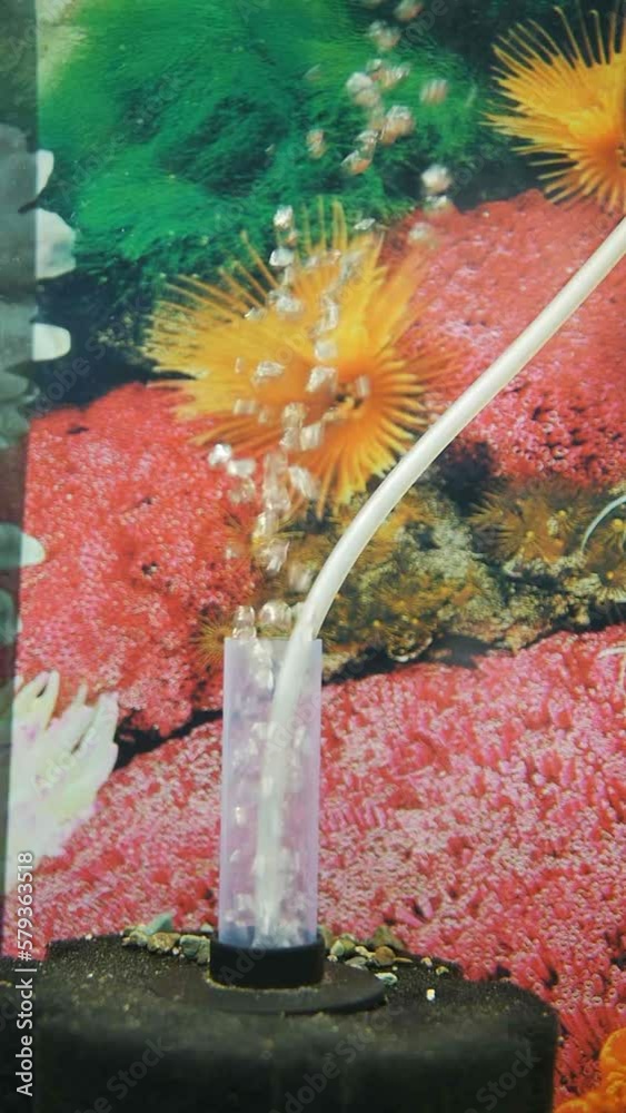 Video Stock One large aquarium fish with a sharp fin and tail swims in ...