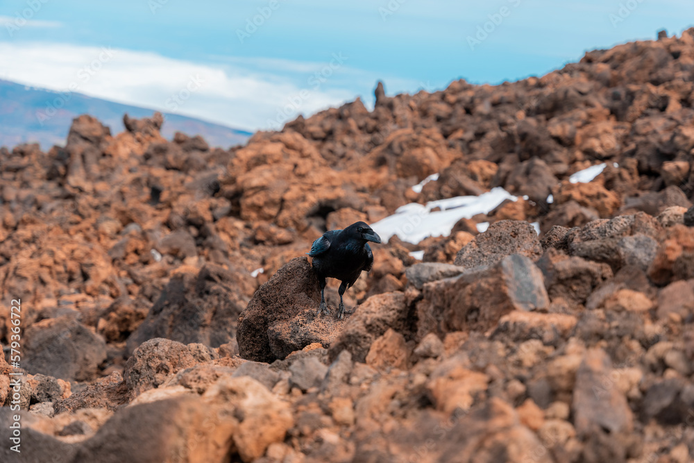 Corvus corax cuervo en paisaje rocoso rojizo con nieve y cielo azul ...